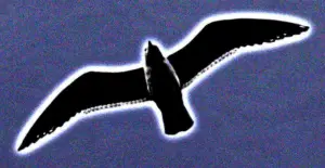 The 46 Best Quotes from Jonathan Livingstone Seagull - AnQuotes.com