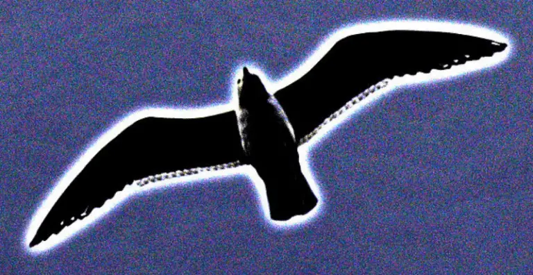 The 46 Best Quotes from Jonathan Livingstone Seagull - AnQuotes.com