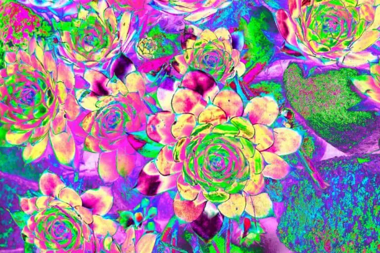 Fascinating Psychedelic Quotes That You Will Enjoy
