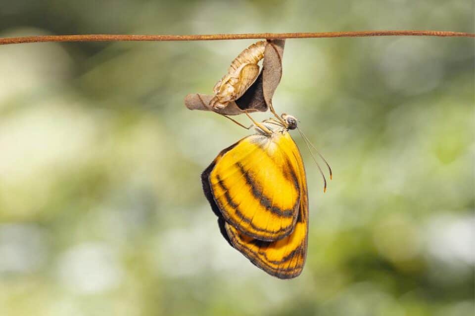 53 Butterfly Quotes to Inspire Growth and Transformation