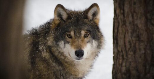 44 Inspirational Alpha Lone Wolf Quotes
