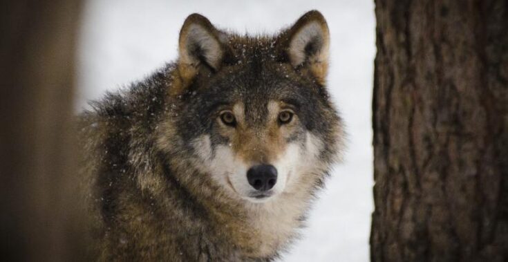 44 Inspirational Alpha Lone Wolf Quotes