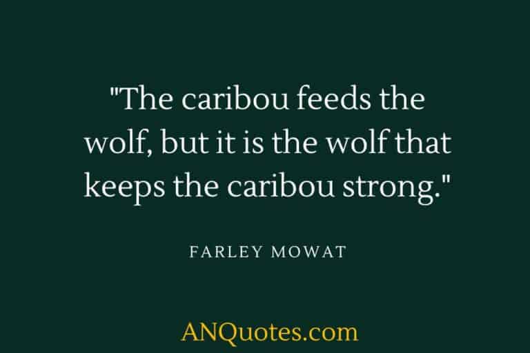 44 Inspirational Alpha Lone Wolf Quotes