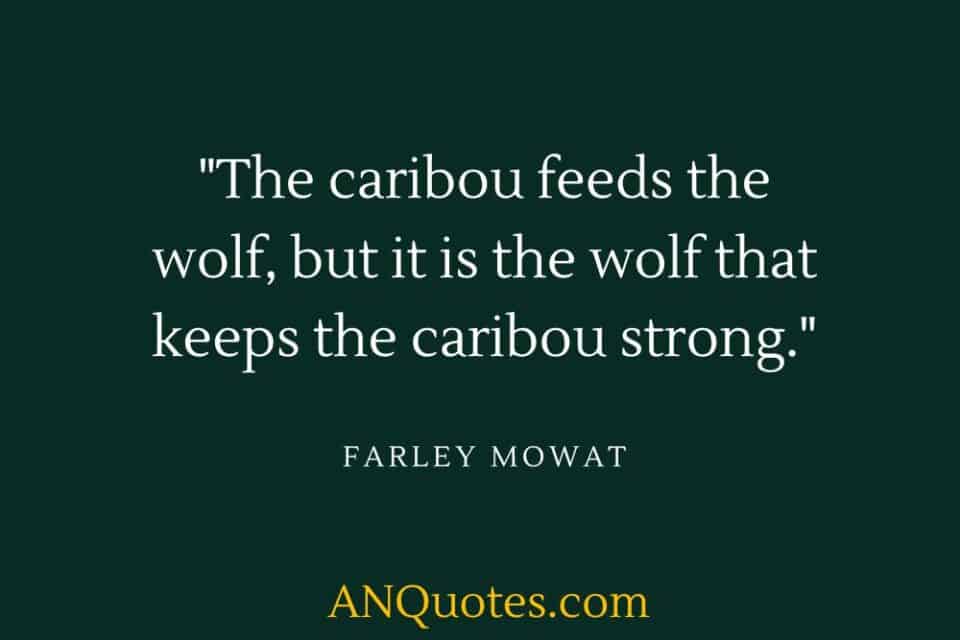 44 Inspirational Alpha Lone Wolf Quotes